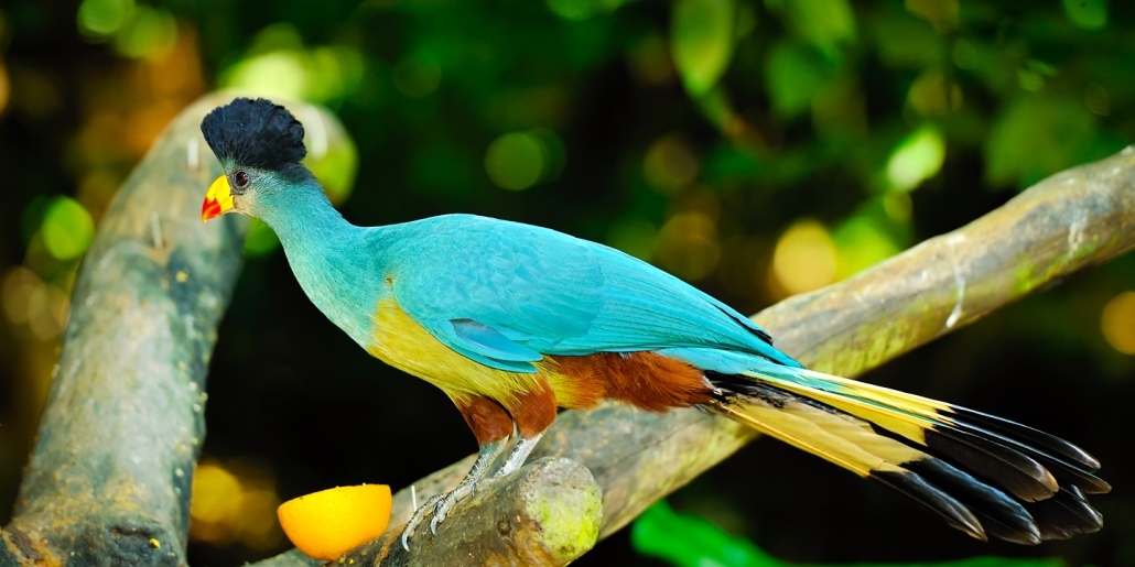 Bird Watching Safaris in Kenya | Kenya Birding Day | Bushtrrop Safari