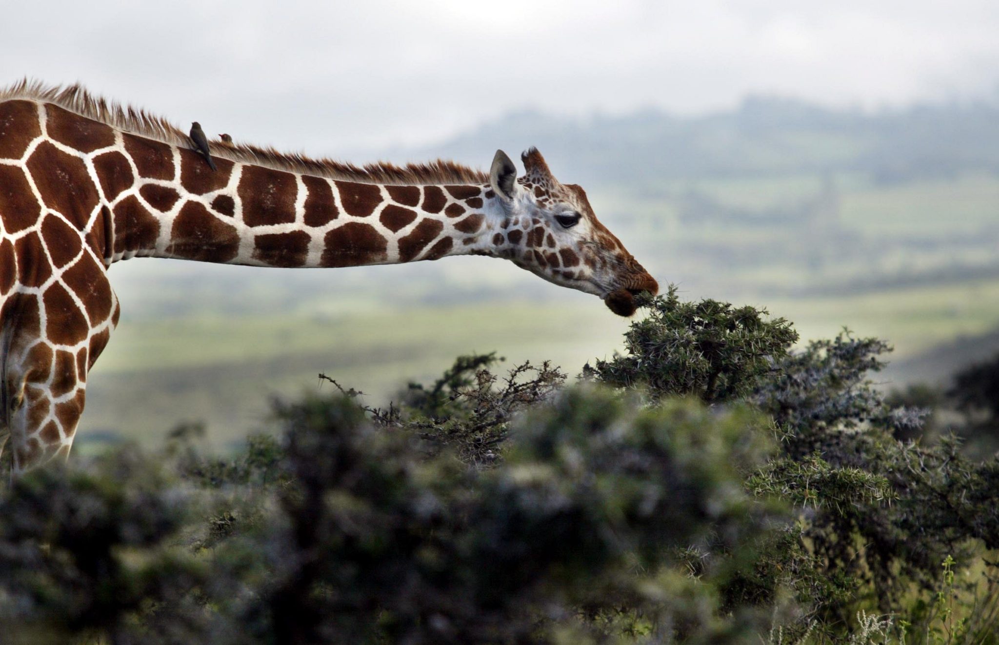 Borana Conservancy Complete Guide | Bushtroop-Safaris