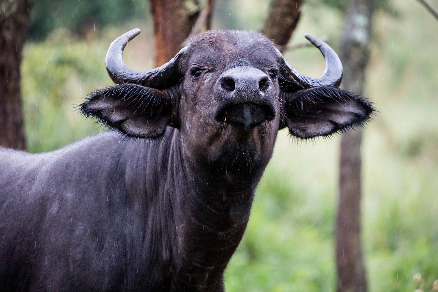Akagera National Park: Rwanda’s Big Five Safari Destination